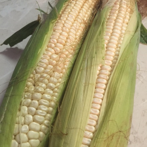 On the Farm – Murambi Tropical Farm Produce