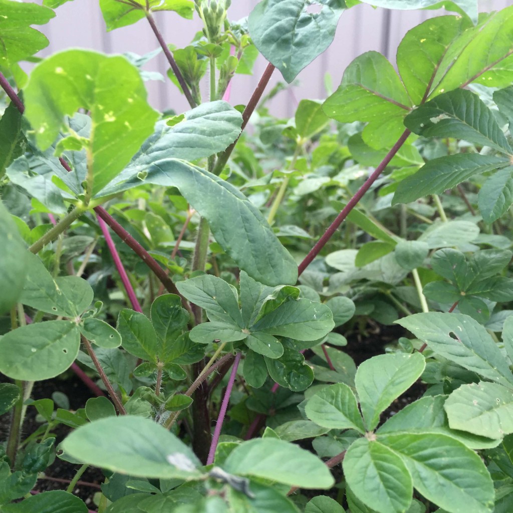 On the Farm – Murambi Tropical Farm Produce