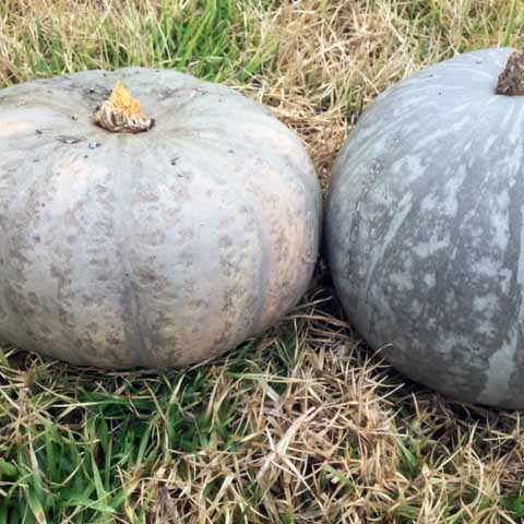 On the Farm – Murambi Tropical Farm Produce