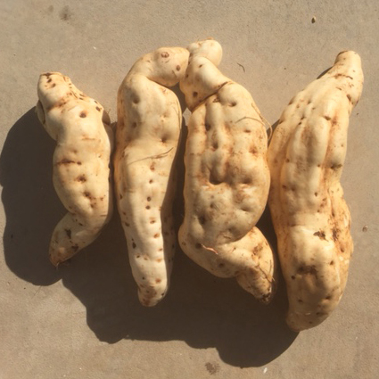 On the Farm – Murambi Tropical Farm Produce